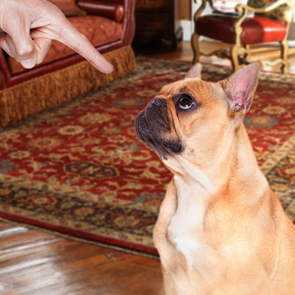 U-Turn Urine Removal (1 Case) | Centrum Force